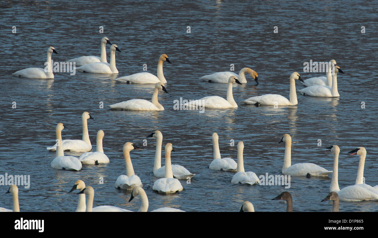 Group of tundra swans hi-res stock photography and images - Alamy
