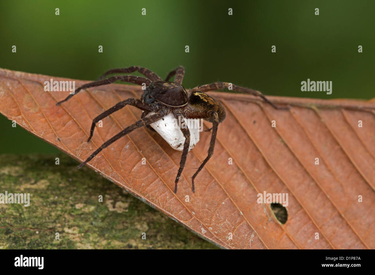 Nursery web spider, family Pisauridae, tropical rainforest, Costa Rica ...