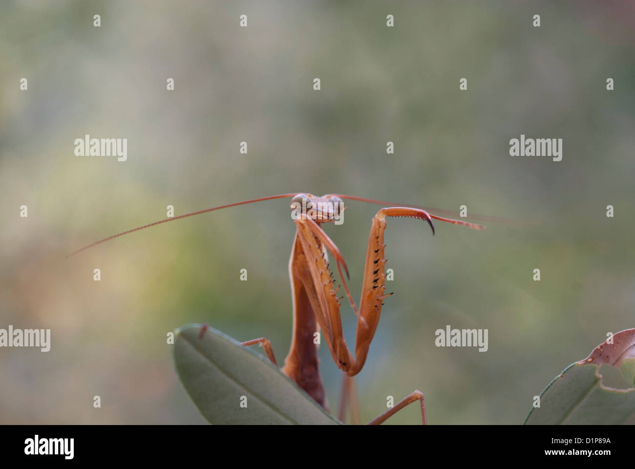 Wildlife mantis hi-res stock photography and images - Alamy