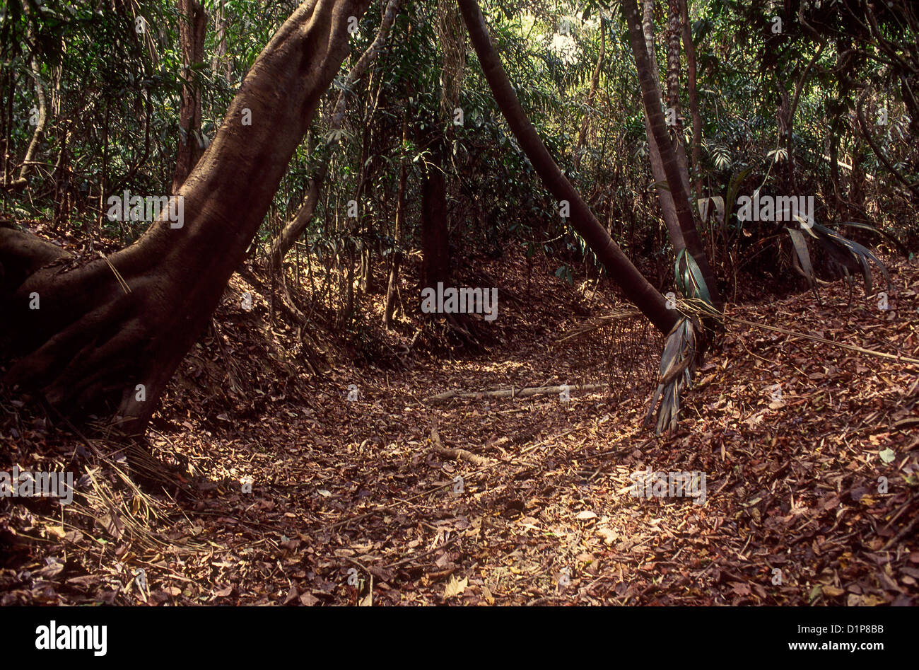 Dry river, drought at Amazon rain forest, Roraima State, Brazil Stock ...
