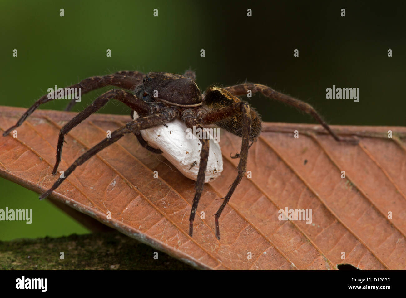 Nursery web spider, family Pisauridae, tropical rainforest, Costa Rica ...