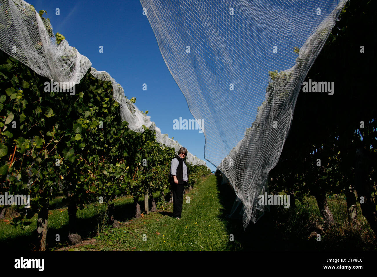 Fine nets are draped over the plants to protect grapes from the threat ...