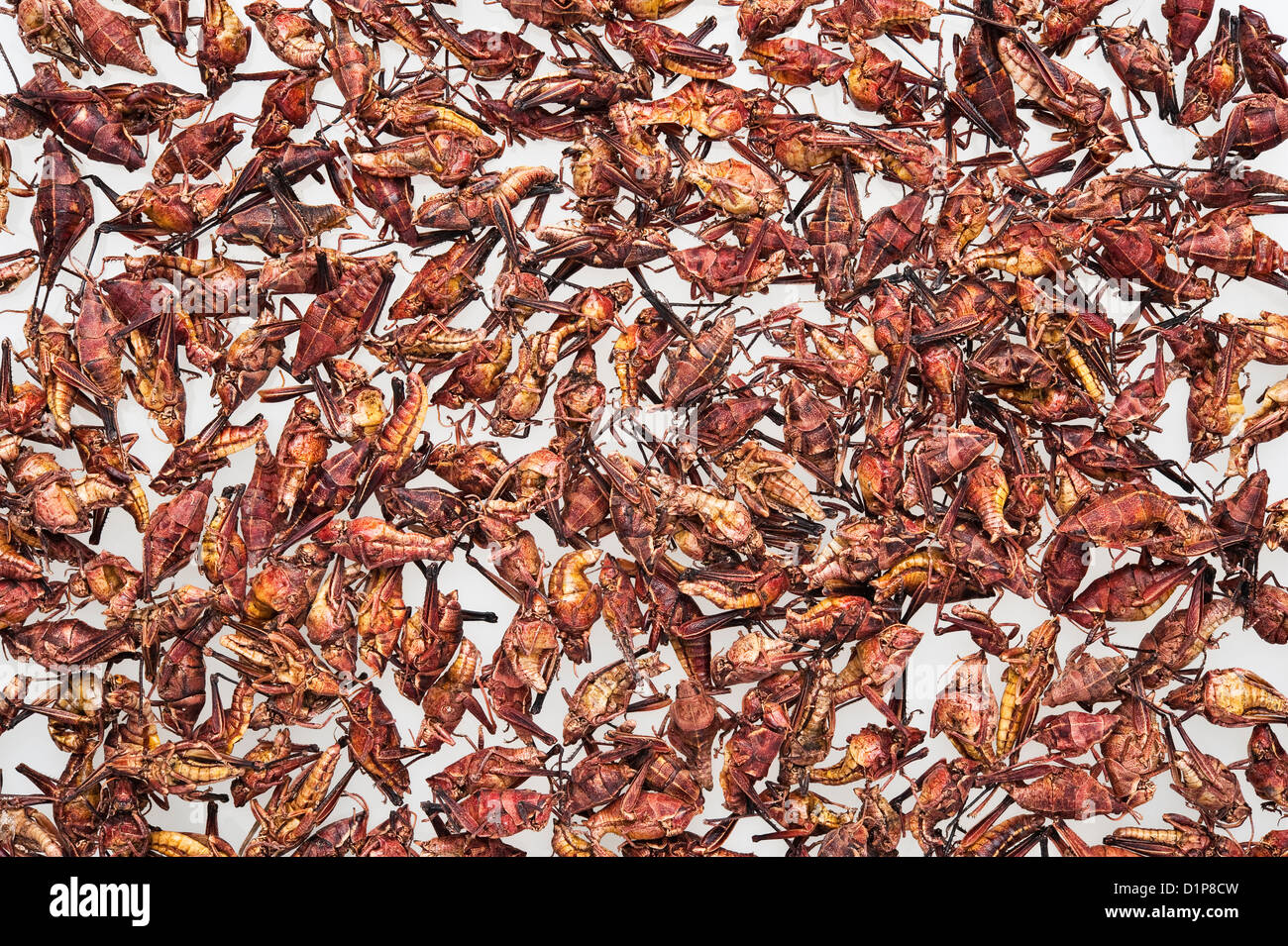 Crickets Food Mexico at Sean Chaffey blog