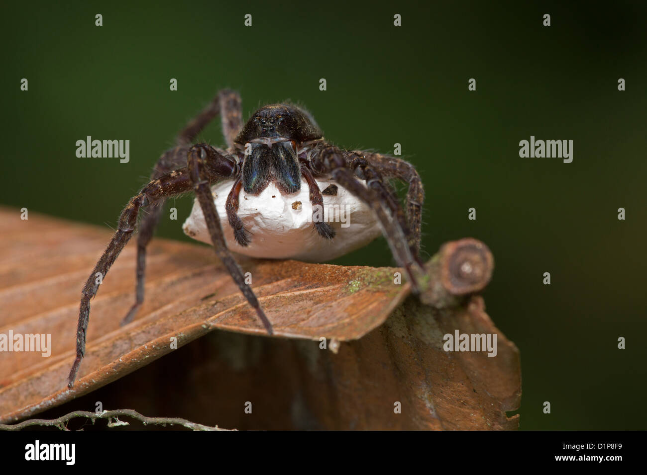 Nursery web spider, family Pisauridae, tropical rainforest, Costa Rica ...