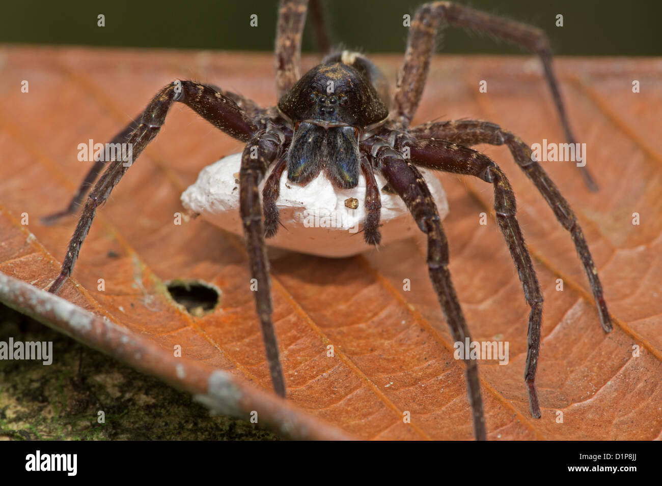 Nursery web spider, family Pisauridae, tropical rainforest, Costa Rica ...