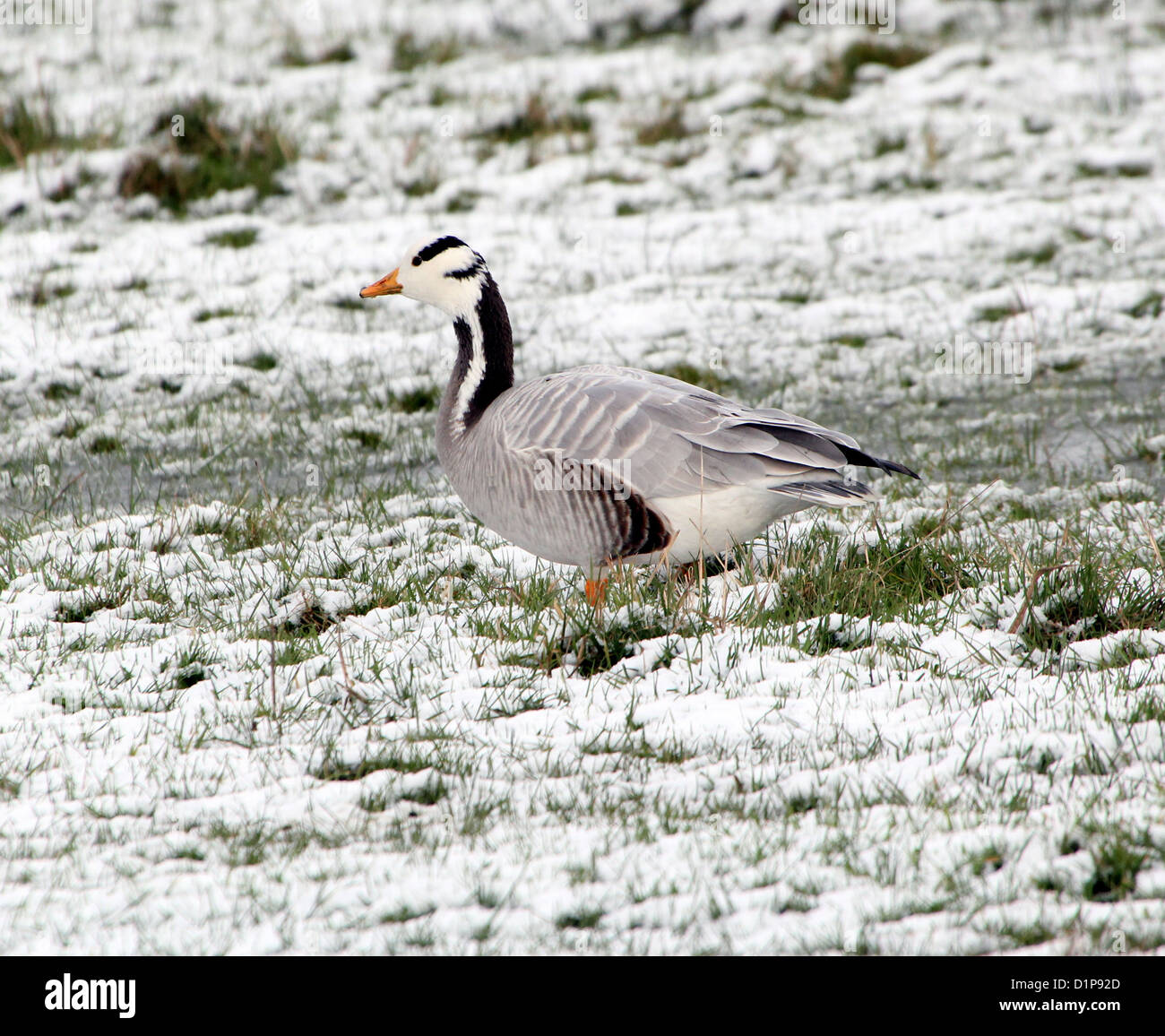 Bar-headed Goose (Anser Indicus) foraging in a snowy winter landscape ...