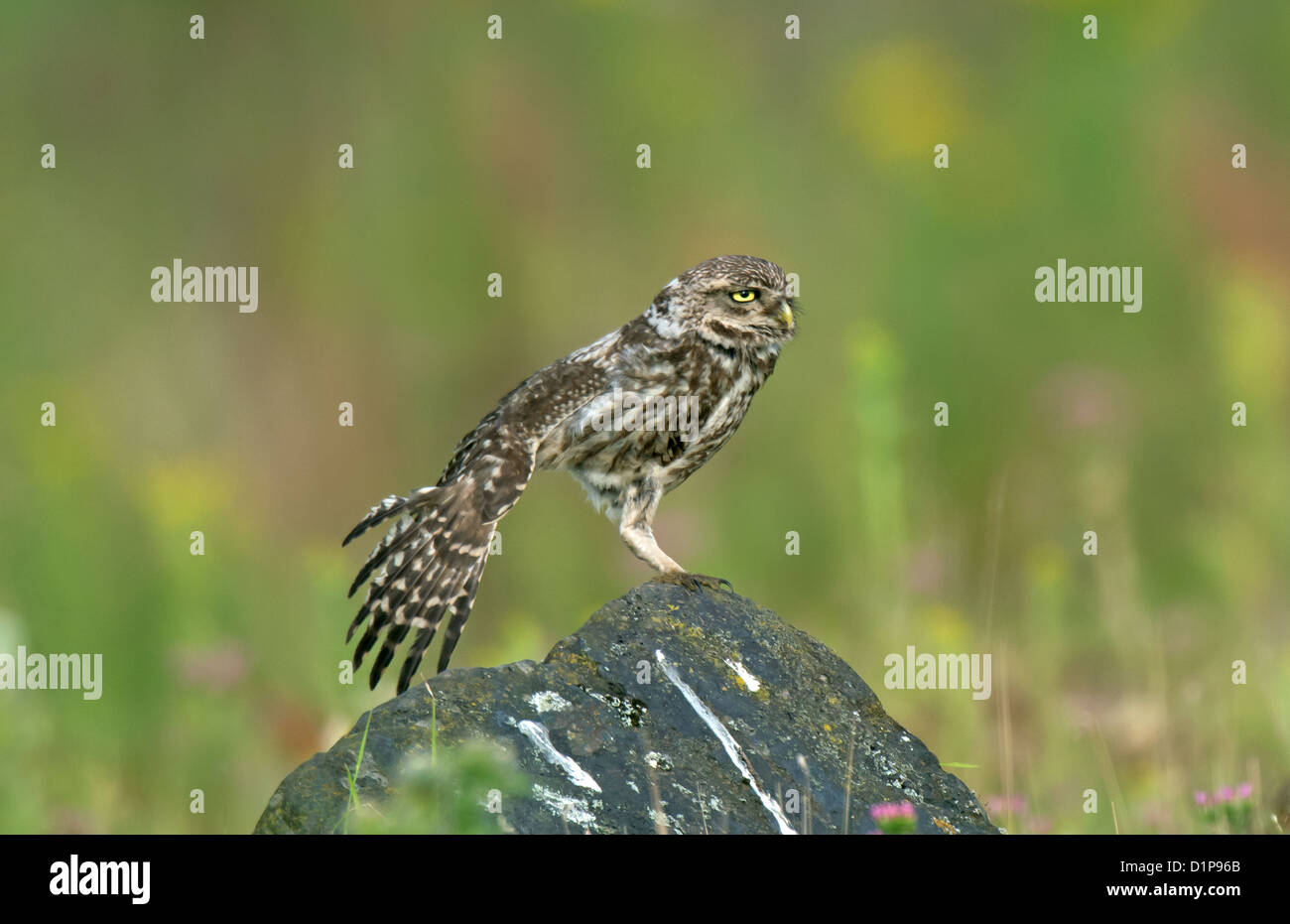 Little Owl on rock wing-stretching UK Stock Photo - Alamy