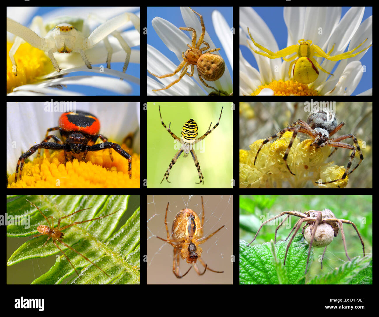 Nine photos mosaic of spiders Stock Photo - Alamy