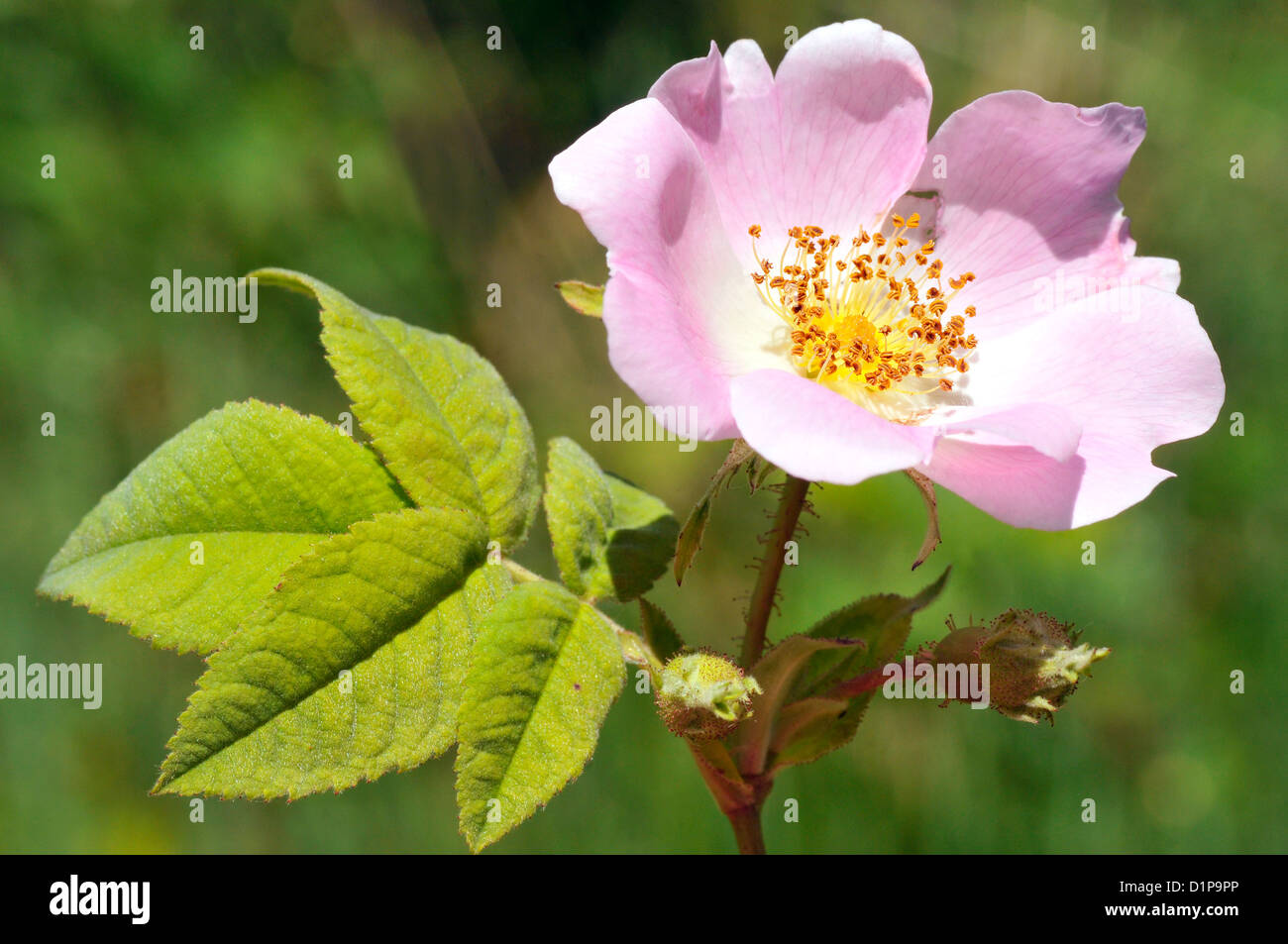 Rosa canina flower hi-res stock photography and images - Alamy