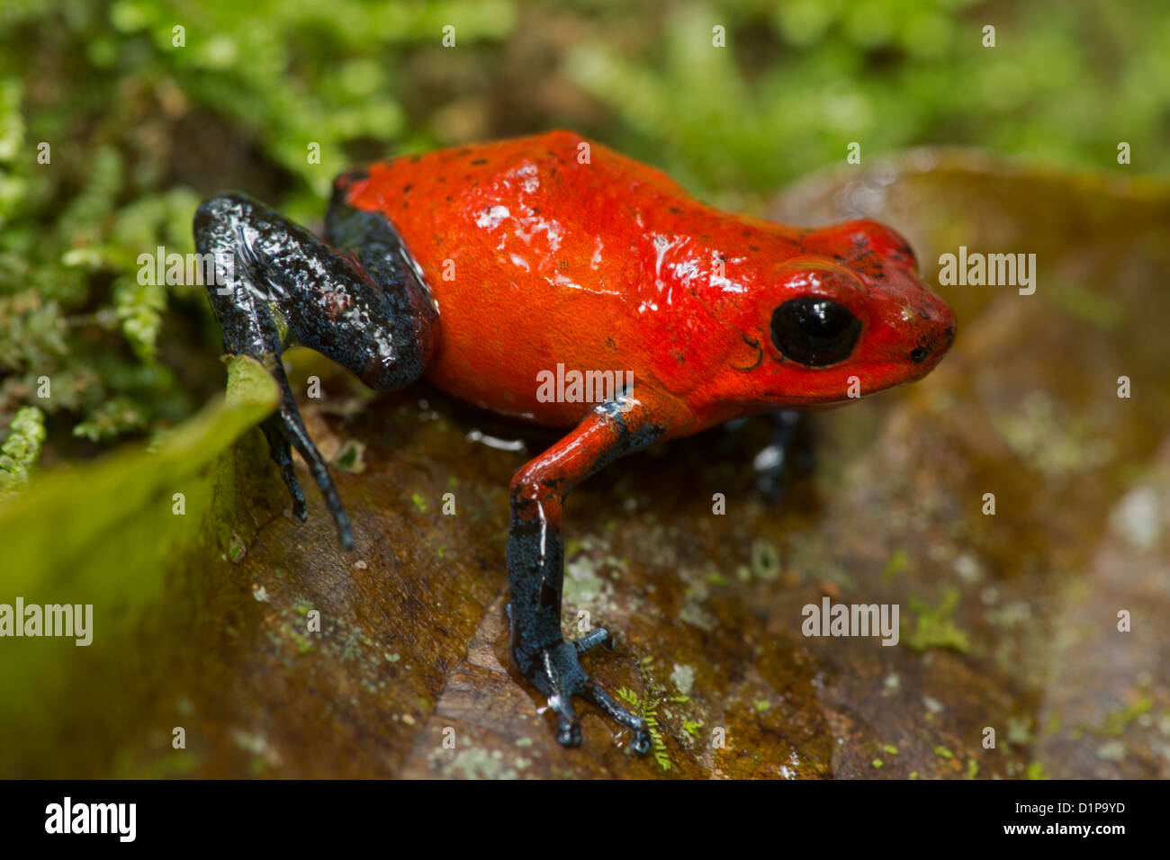 Strawberry poison dart frog, Oophaga pumilio (Dendrobates pumilio ...