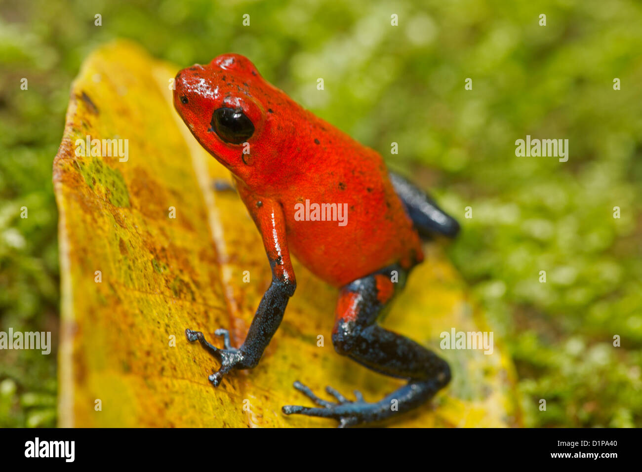 Strawberry poison dart frog, Oophaga pumilio (Dendrobates pumilio ...