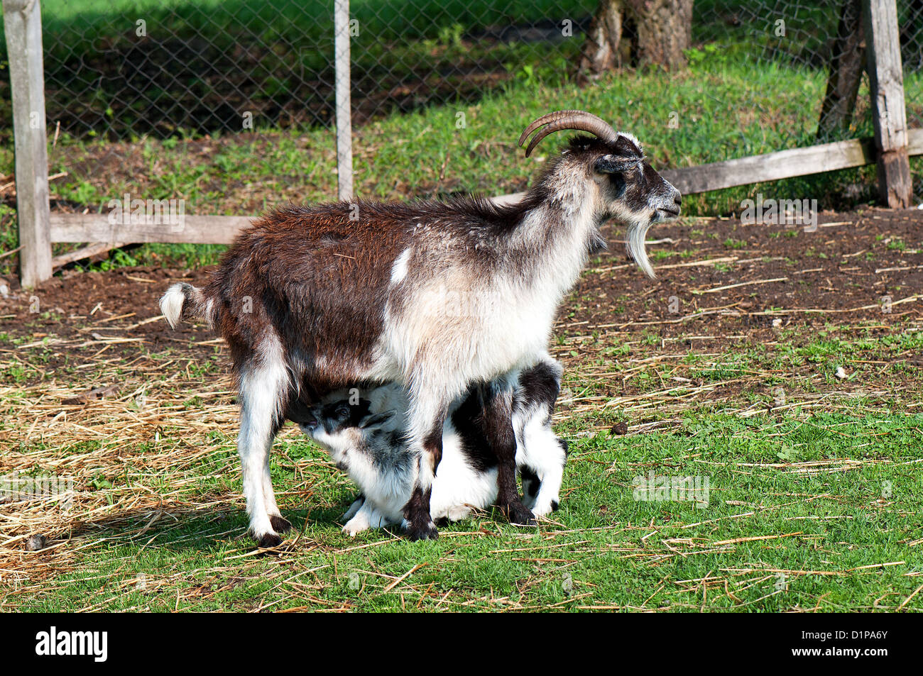 Goat and her kid Stock Photo - Alamy