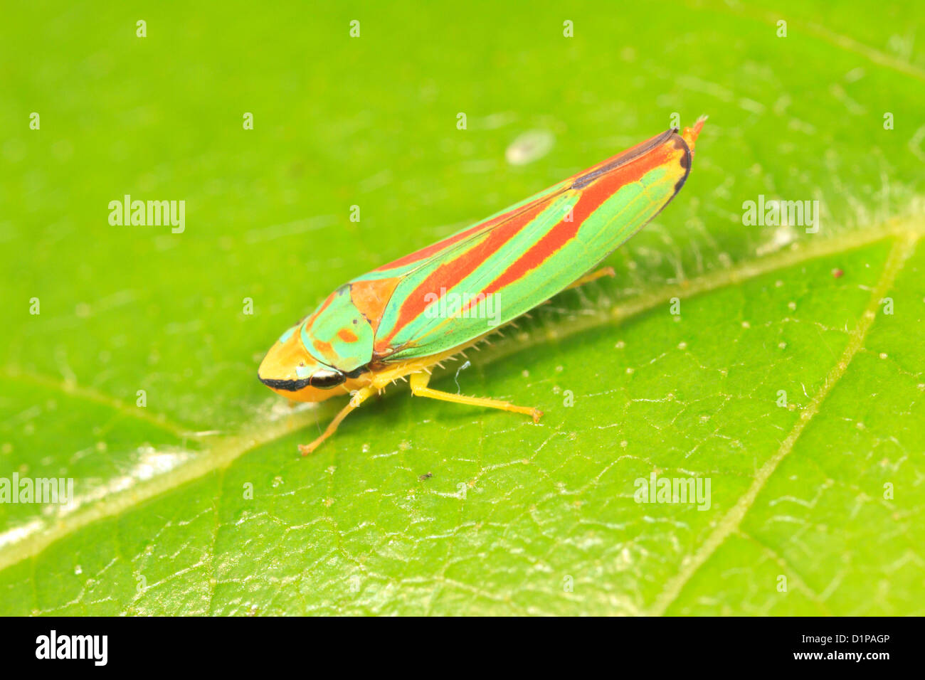 Homoptera Leafhopper
