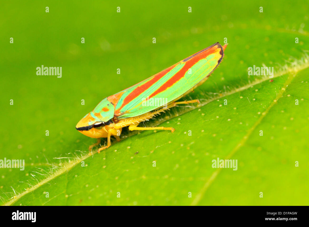 Green and red leafhopper (Graphocephala sp Stock Photo - Alamy