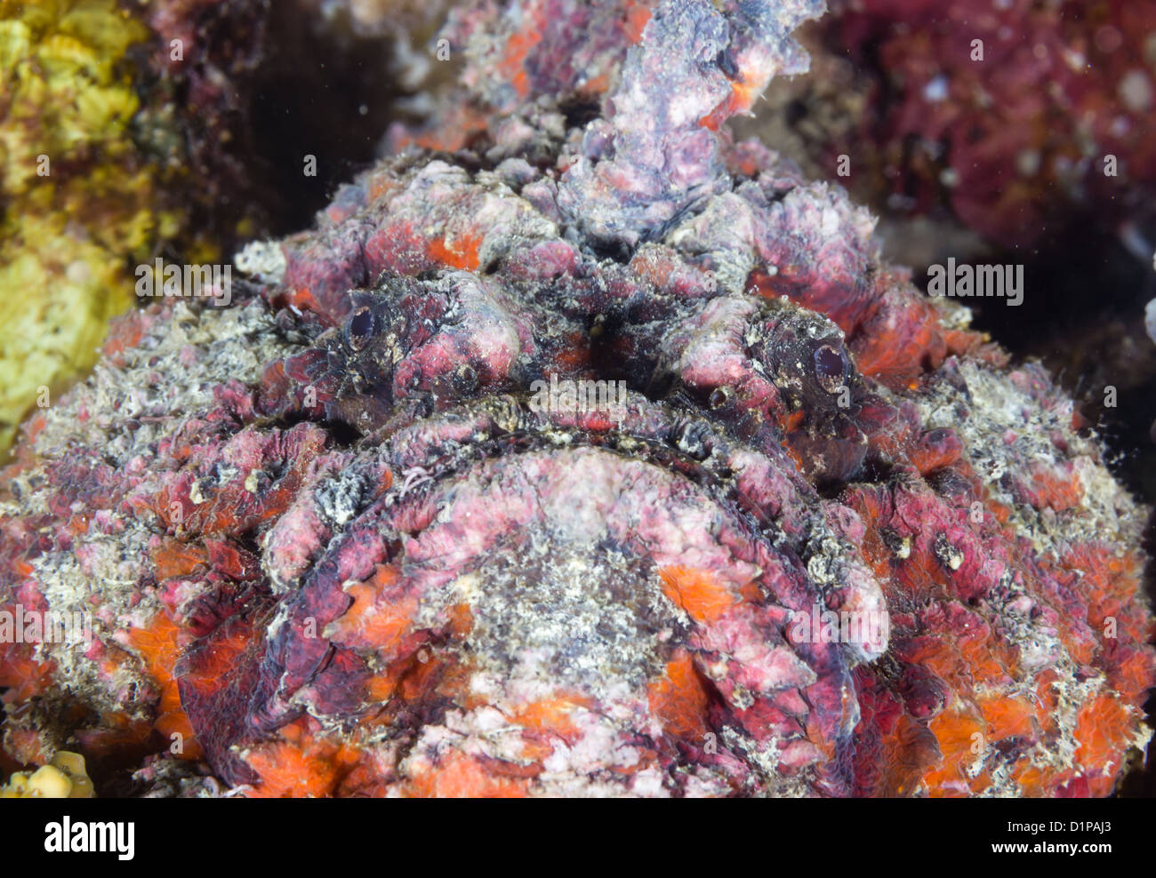 Ugly red fish hi-res stock photography and images - Alamy