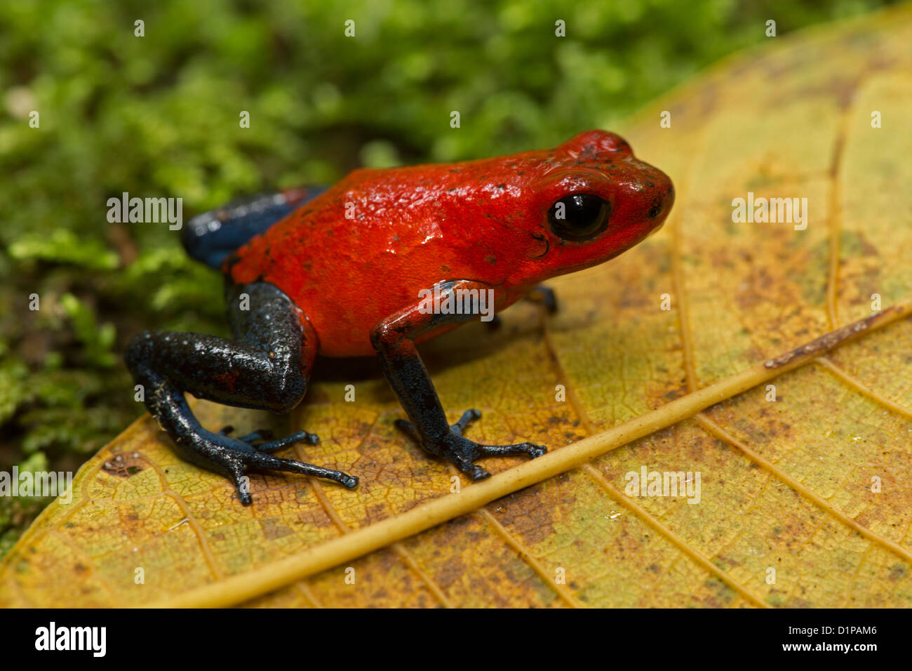 Strawberry poison dart frog, Oophaga pumilio (Dendrobates pumilio ...