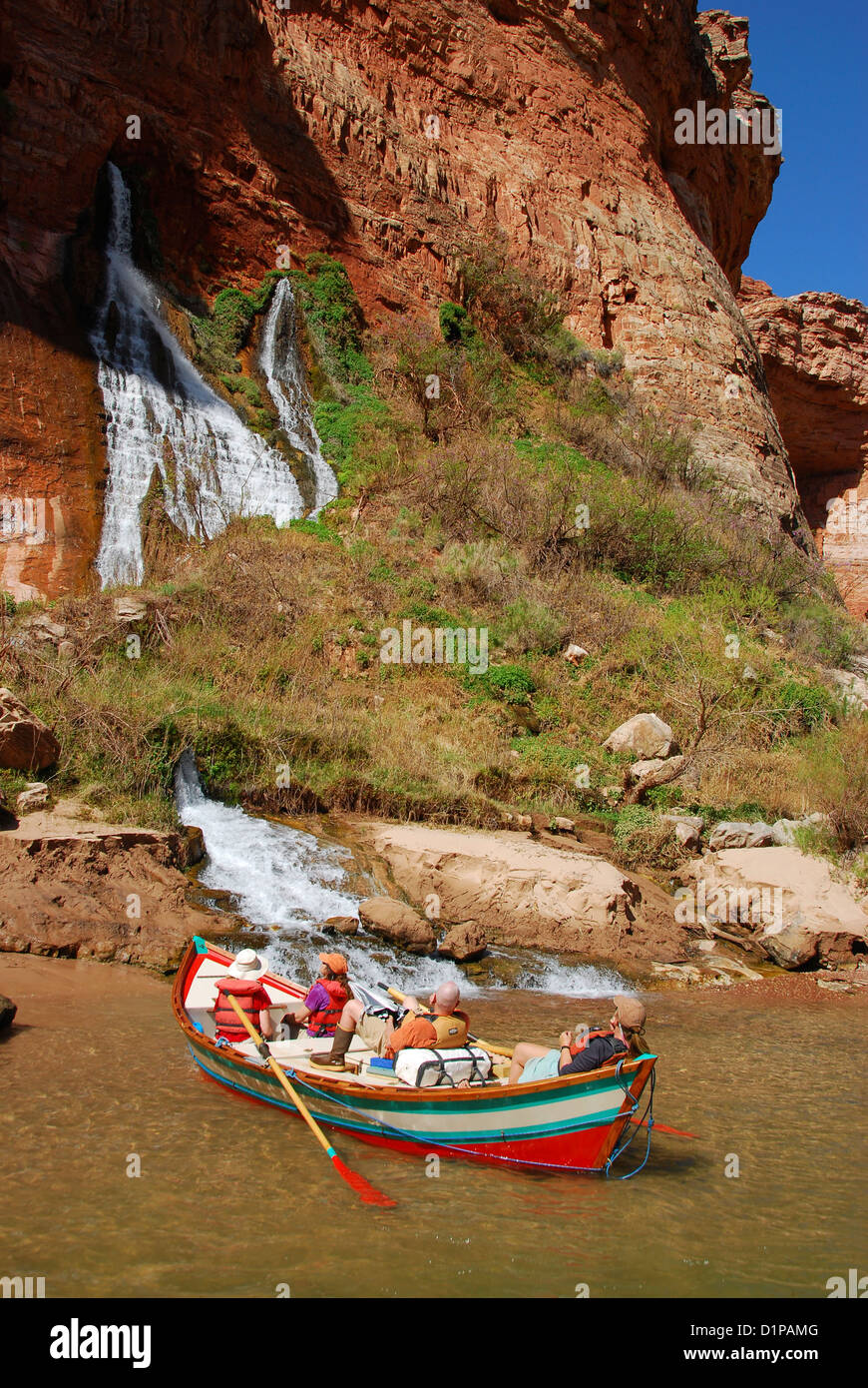 Vasey’s paradise hi-res stock photography and images - Alamy