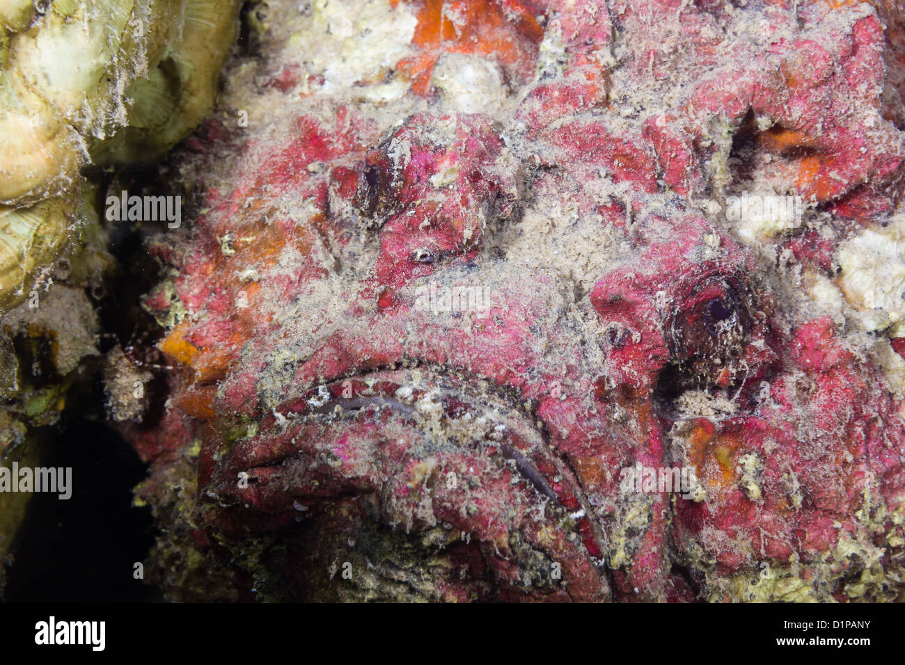 Ugly red fish hi-res stock photography and images - Alamy