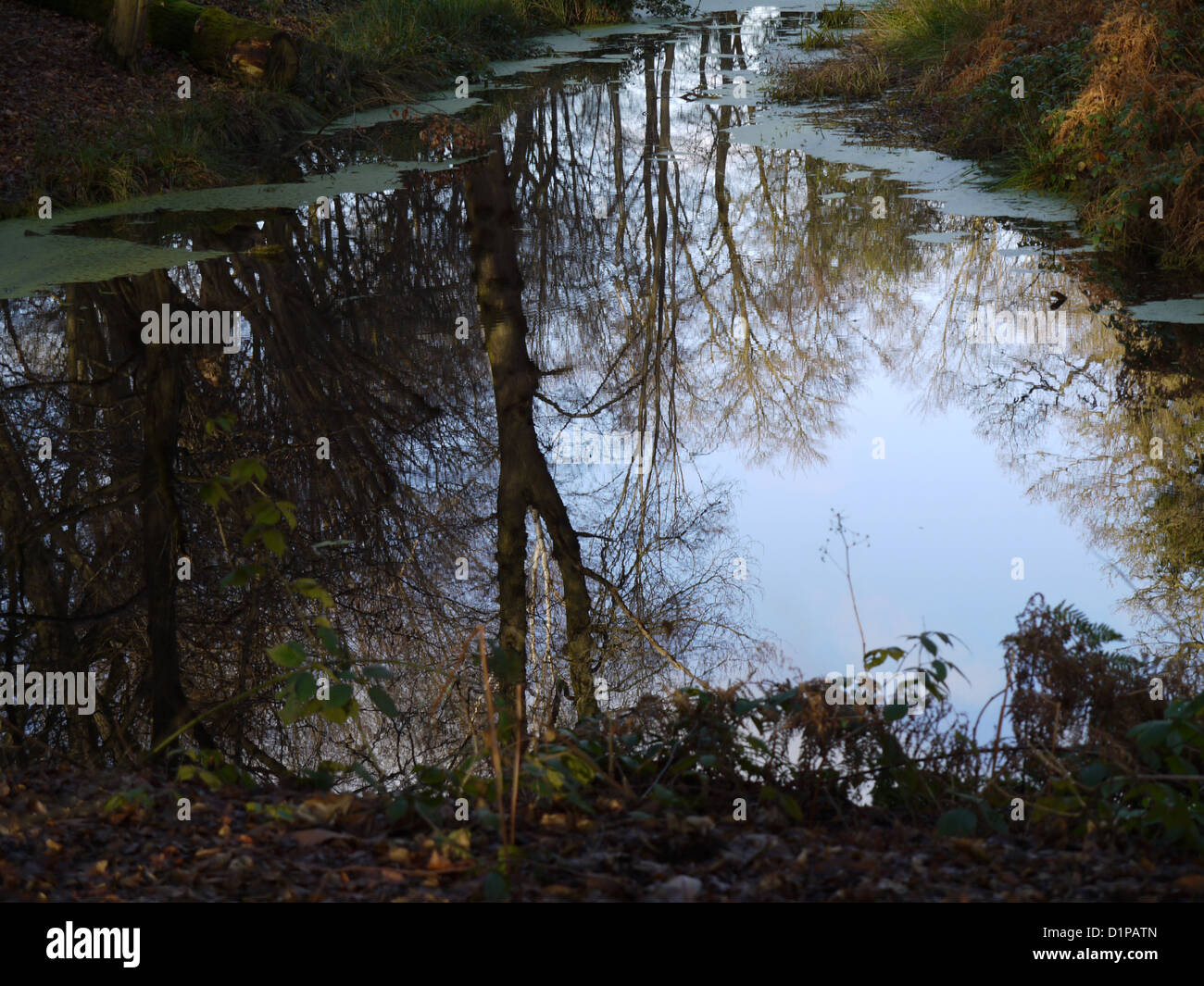 Camlet Moat Reflection Stock Photo - Alamy