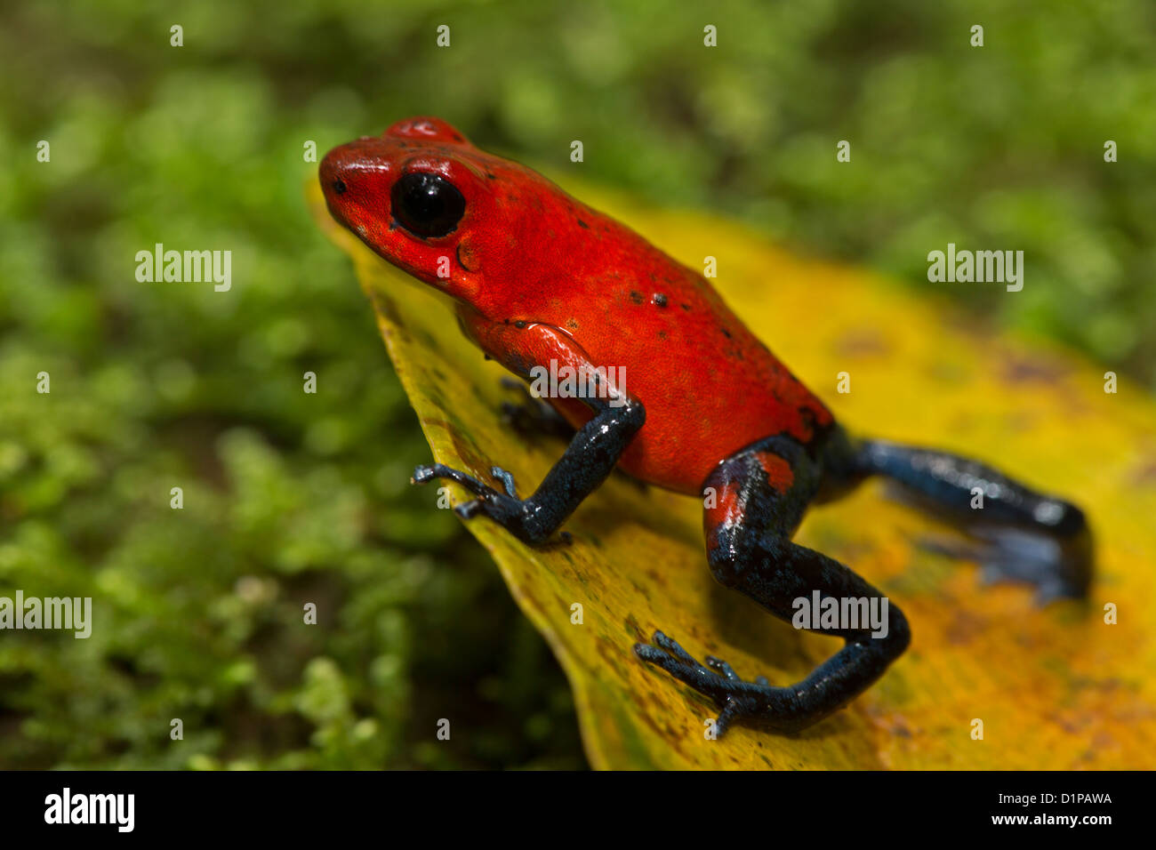 Strawberry poison dart frog, Oophaga pumilio (Dendrobates pumilio ...