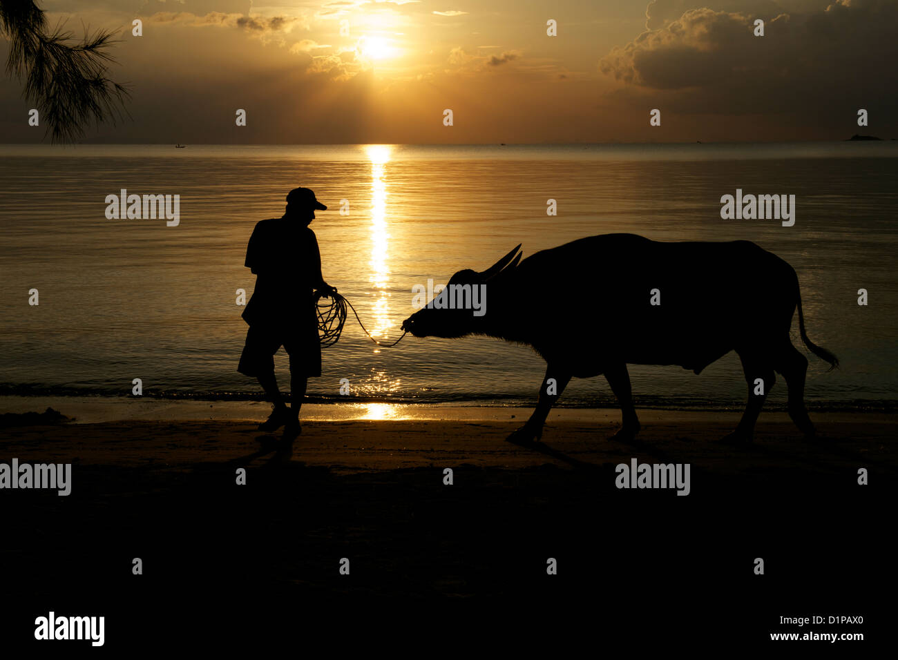 Man with buffalo hi-res stock photography and images - Alamy