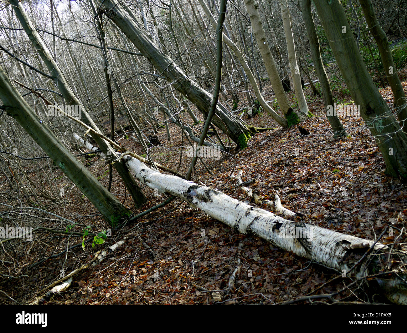 Fallen silver birch hi-res stock photography and images - Alamy