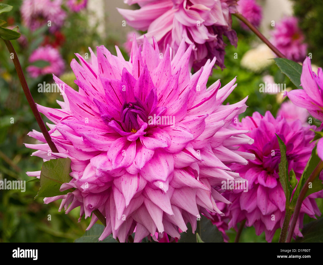 Showy Flowers in San Francisco California in the USA Stock Photo - Alamy