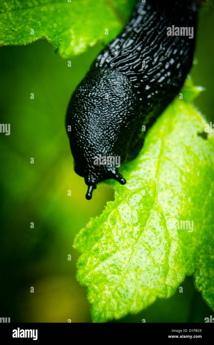 Zoom wildlife hi-res stock photography and images - Alamy