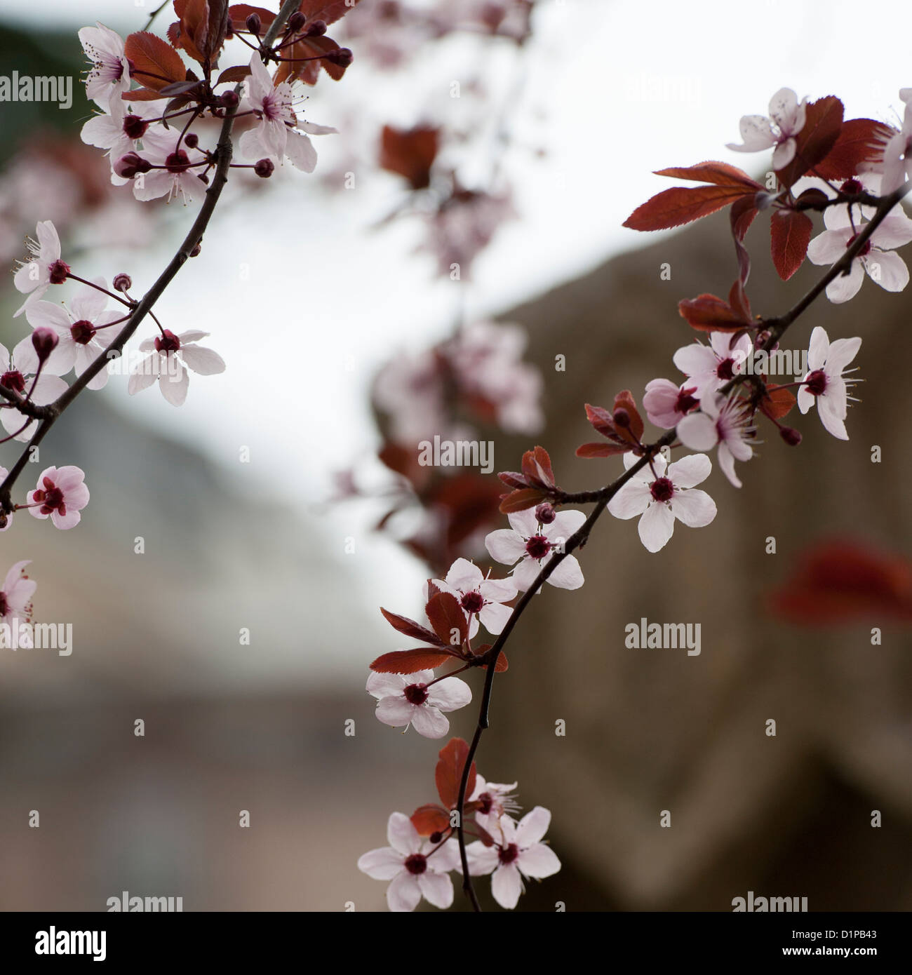 Flowers istanbul hi-res stock photography and images - Alamy