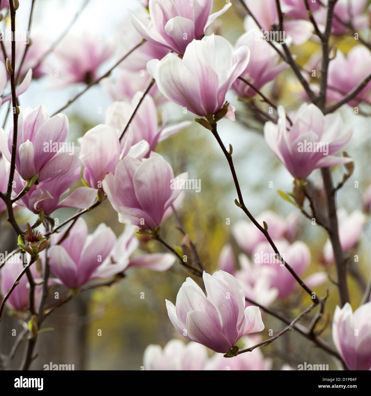 Flowers istanbul hi-res stock photography and images - Alamy