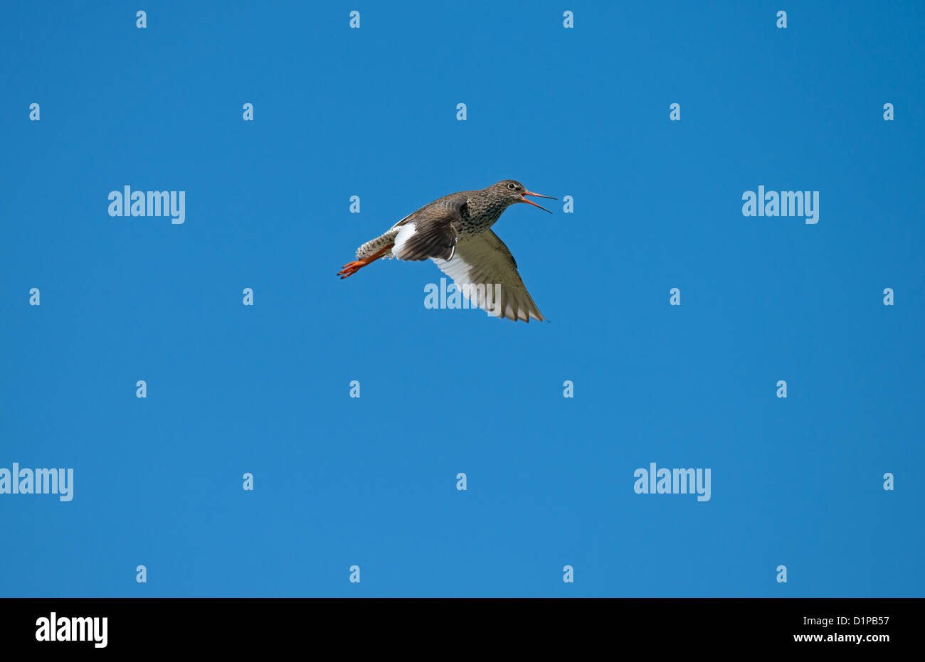 Common Redshank in display flight calling Stock Photo - Alamy