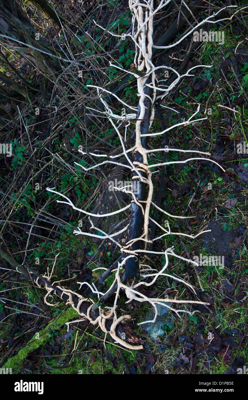 Dead ivy on a fallen Tree Stock Photo - Alamy
