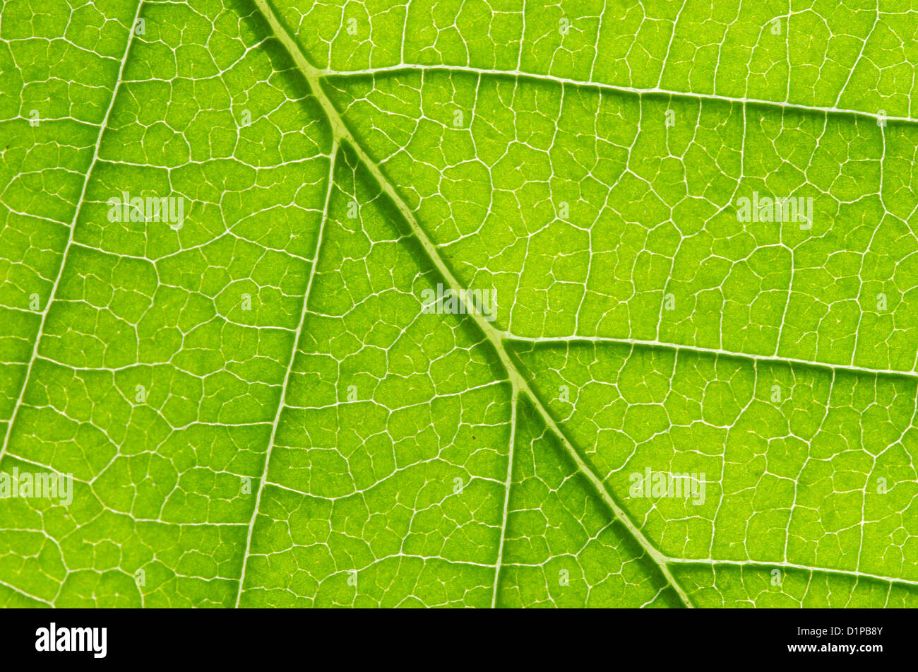 Structure of leaf hi-res stock photography and images - Alamy