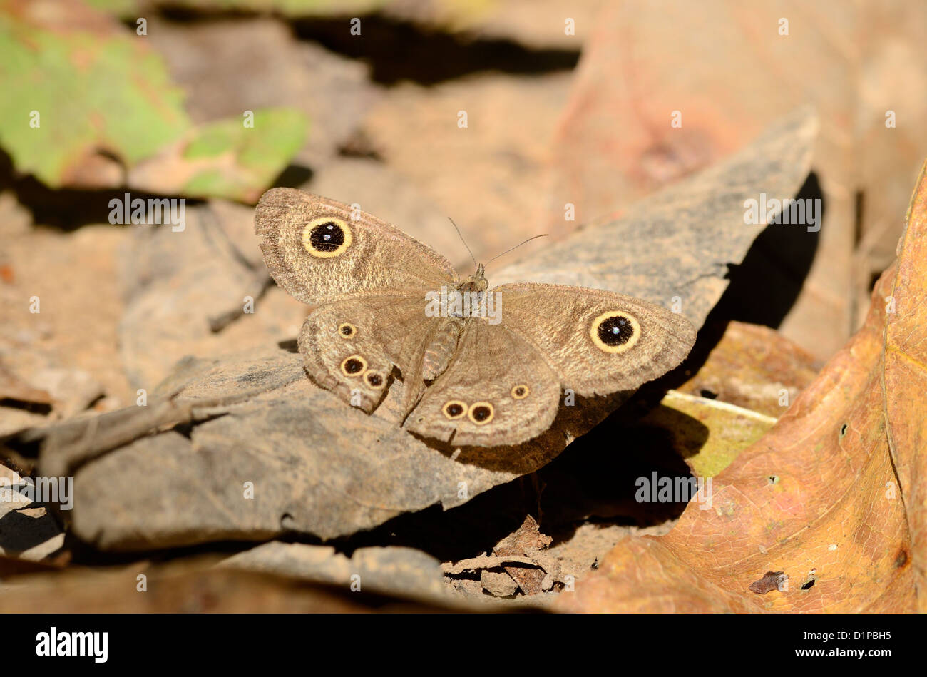 Common four ring butterfly hi-res stock photography and images - Alamy