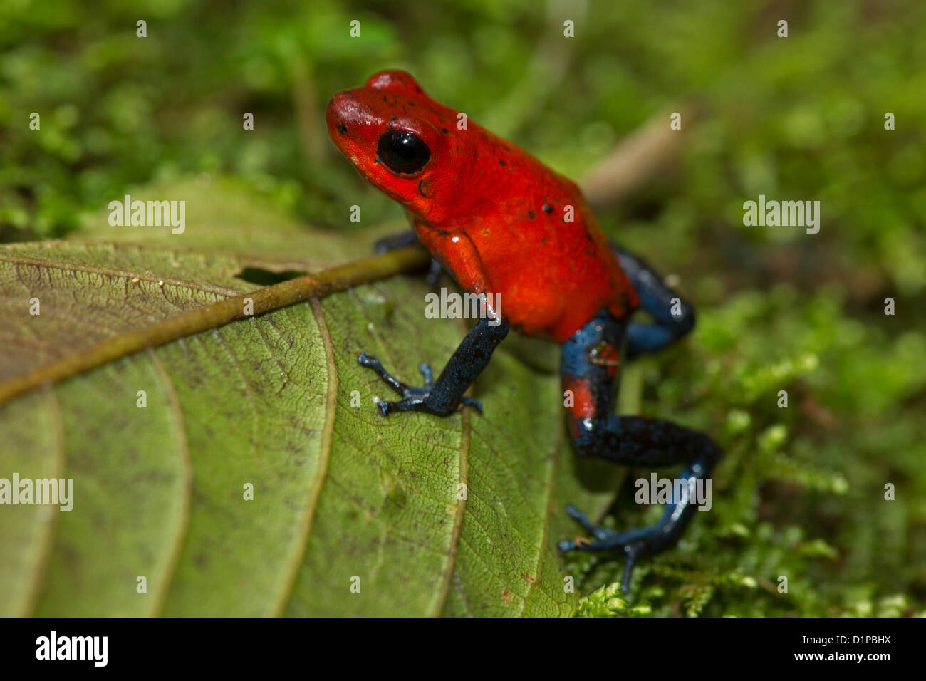 Strawberry poison dart frog, Oophaga pumilio (Dendrobates pumilio ...