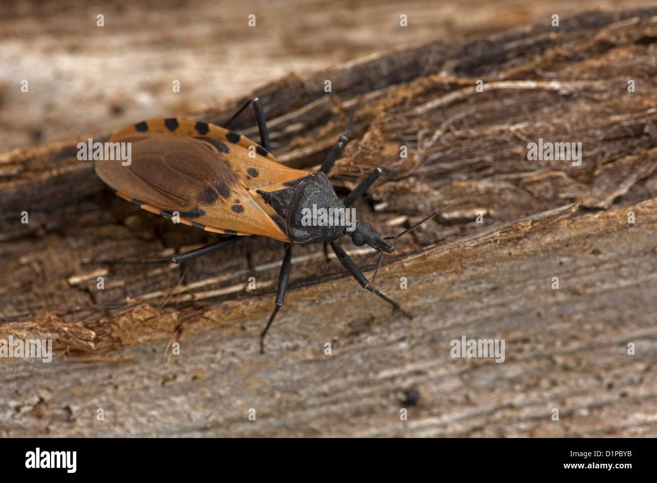 Triatoma cruzi hi-res stock photography and images - Alamy