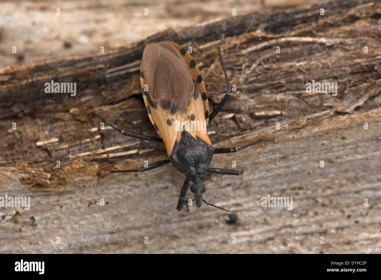 Kissing bug Triatoma dimidiata,the major vector of Trypanosoma cruzi in ...