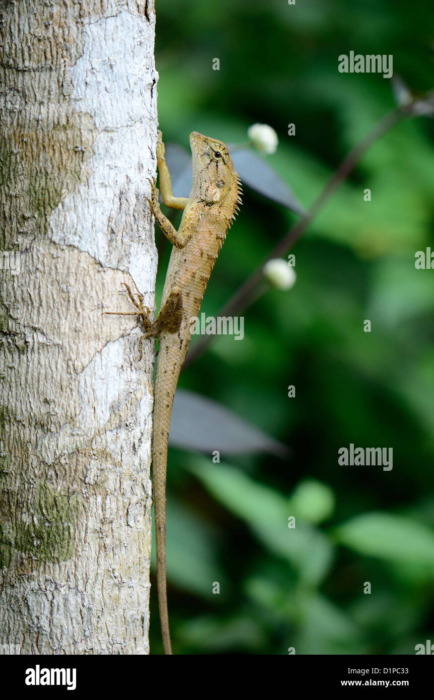 Calotes versicolor lizard hi-res stock photography and images - Alamy