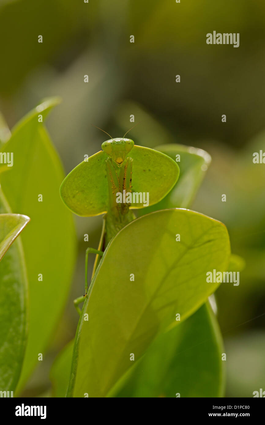 Hooded mantis (Choerododis rhombifolia) - Costa Rica - tropical ...