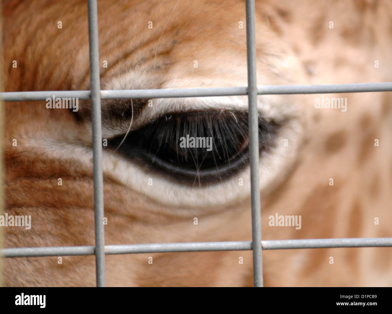 Giraffe in captivity, close up of the eye of a captive giraffe Stock ...