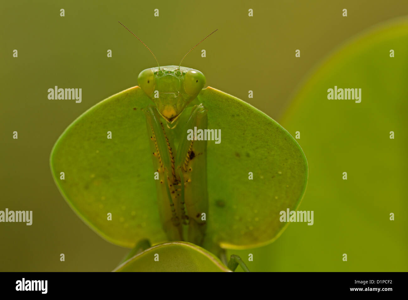 Hooded mantis (Choerododis rhombifolia) - Costa Rica - tropical ...