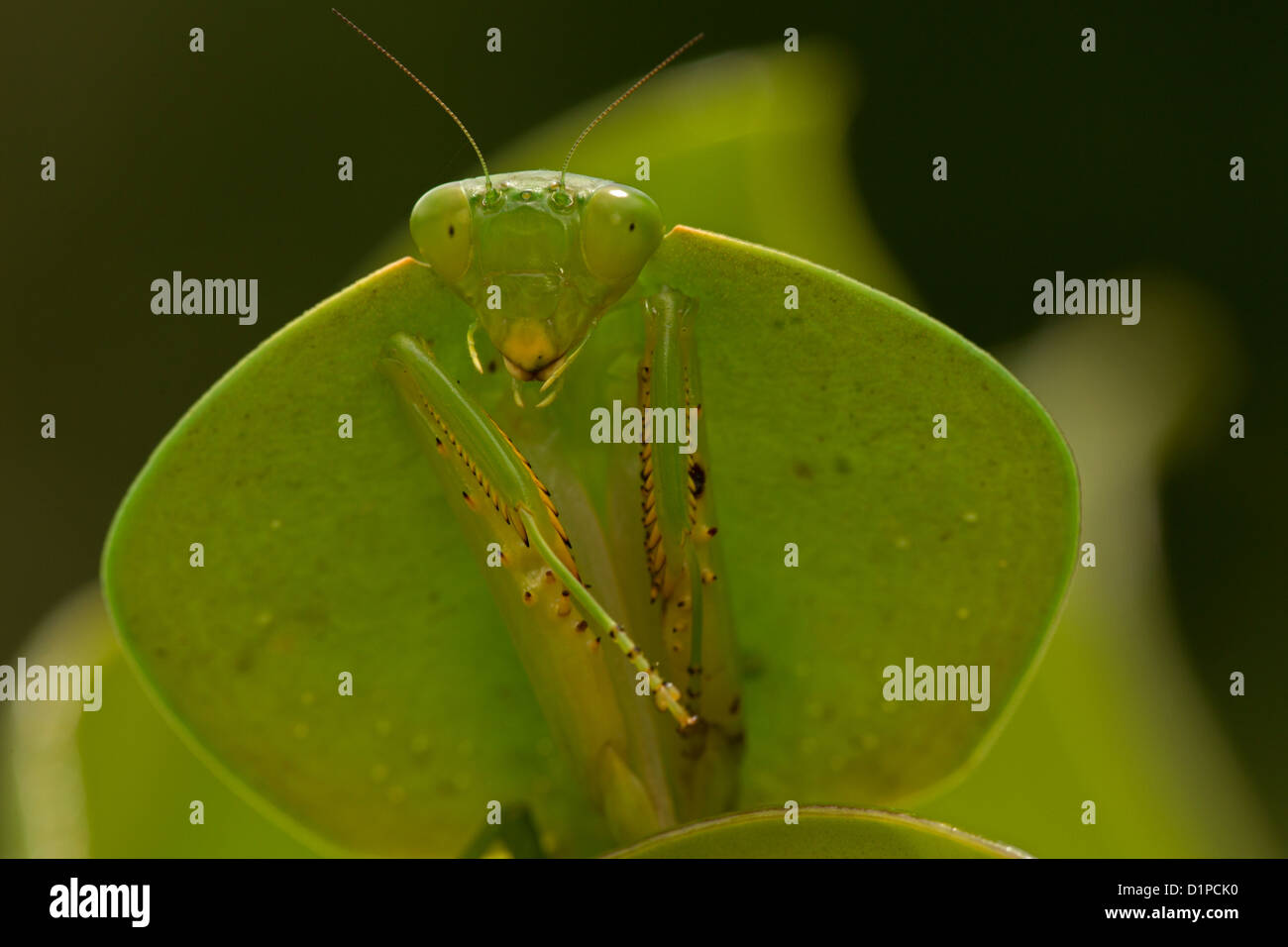 Hooded mantis (Choerododis rhombifolia) - Costa Rica - tropical ...
