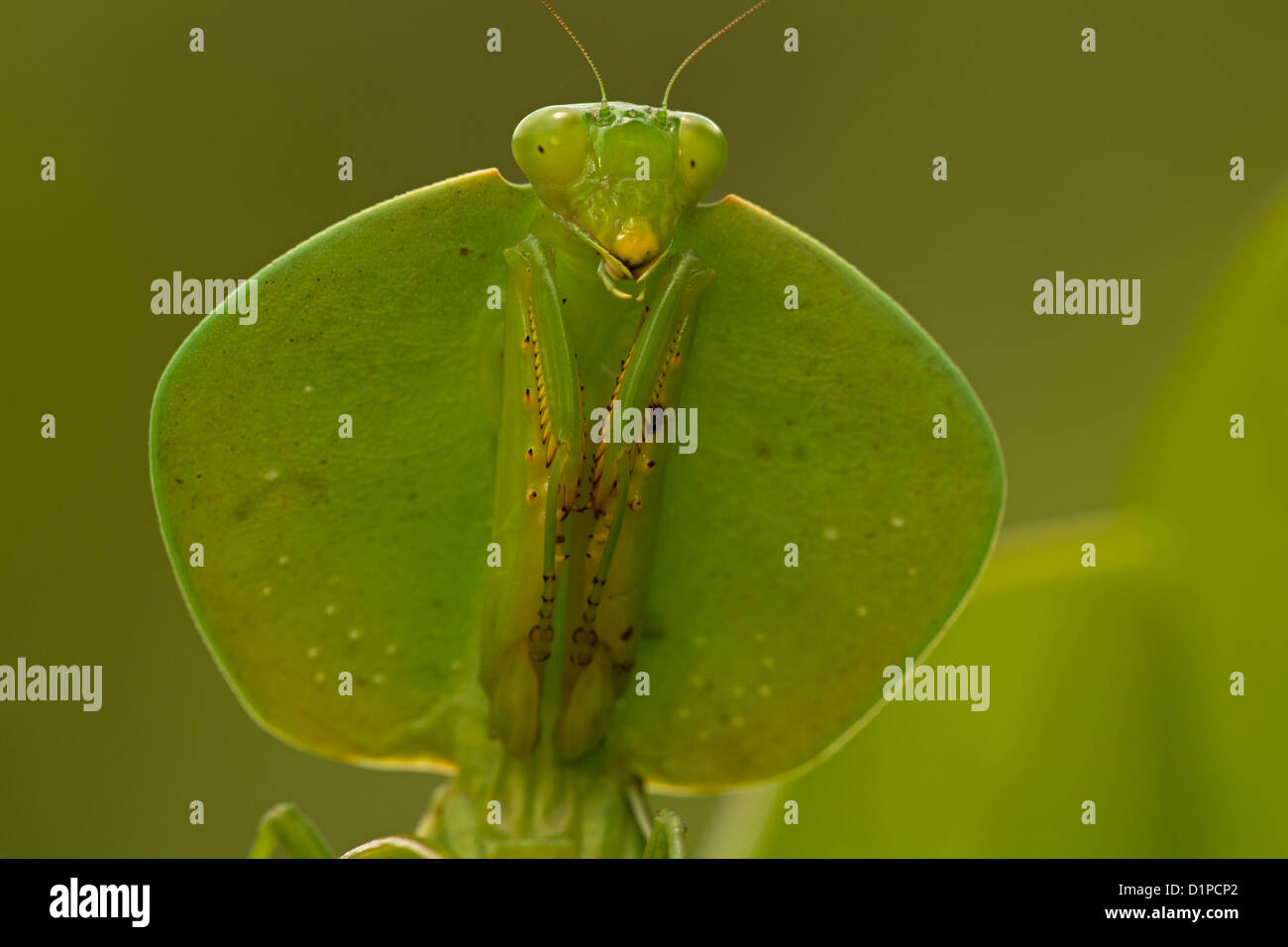 Hooded mantis (Choerododis rhombifolia) - Costa Rica - tropical ...