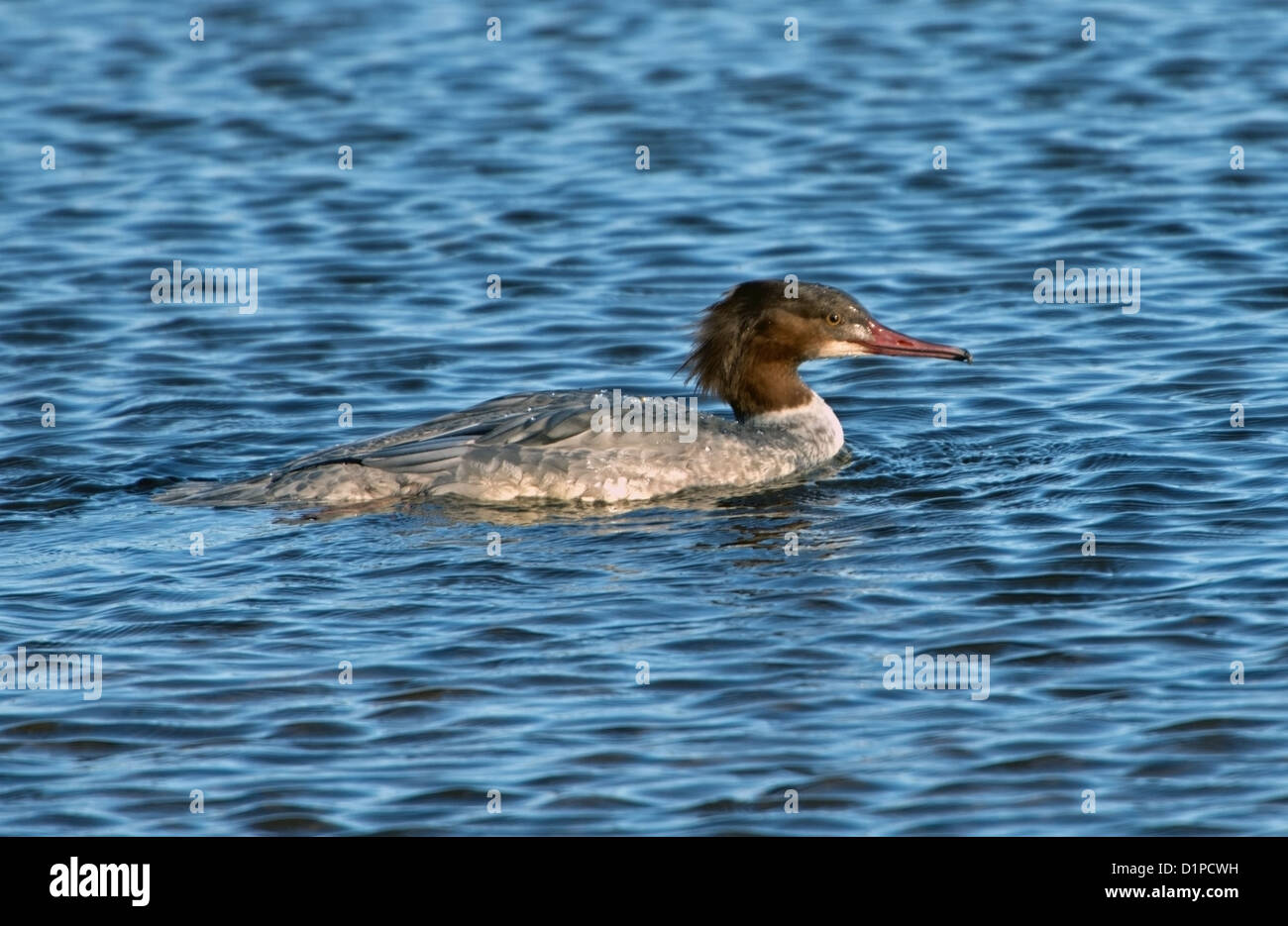 Merganser family hi-res stock photography and images - Alamy