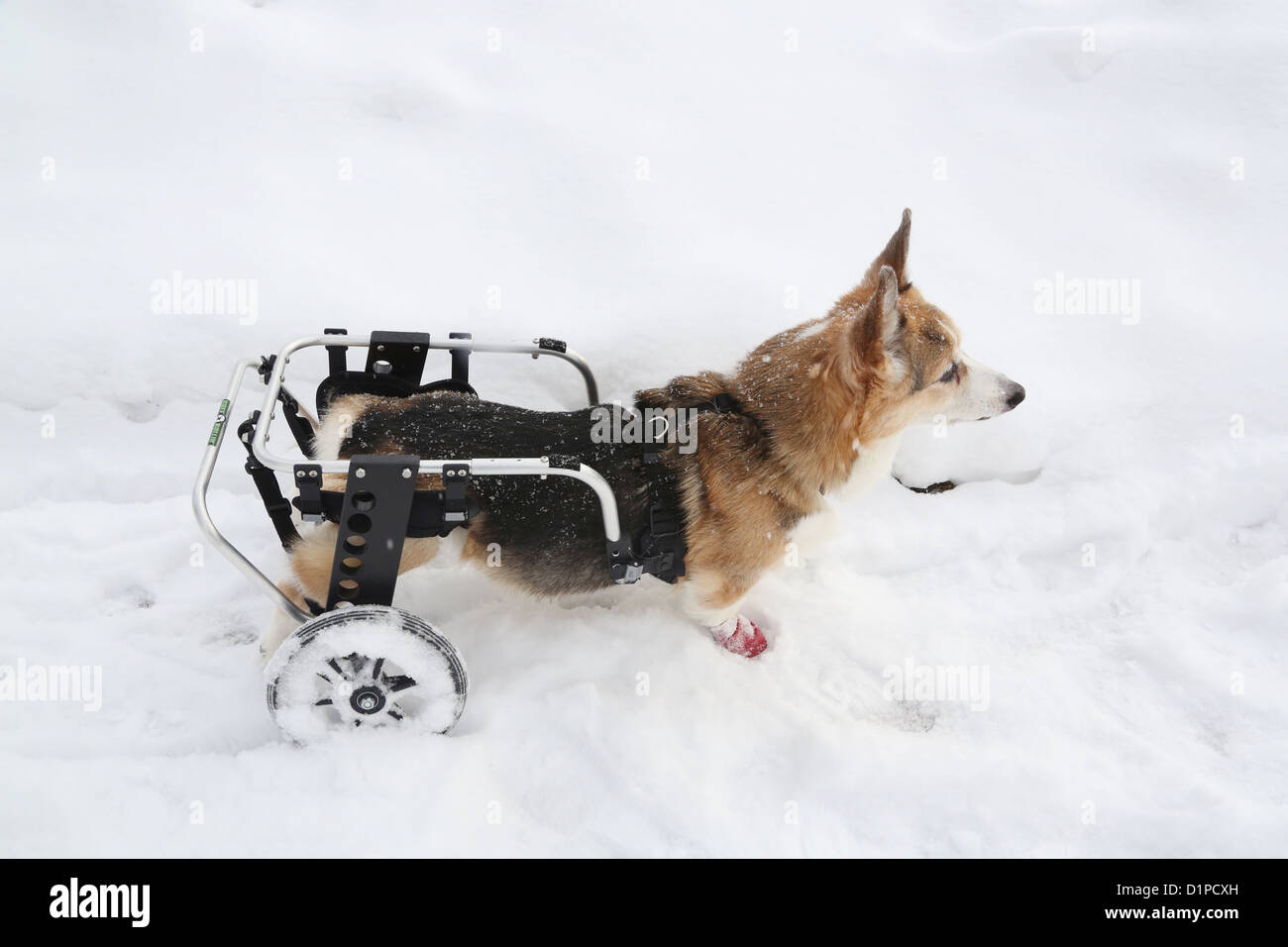 A handicapped dog with a cart in the snow Stock Photo - Alamy