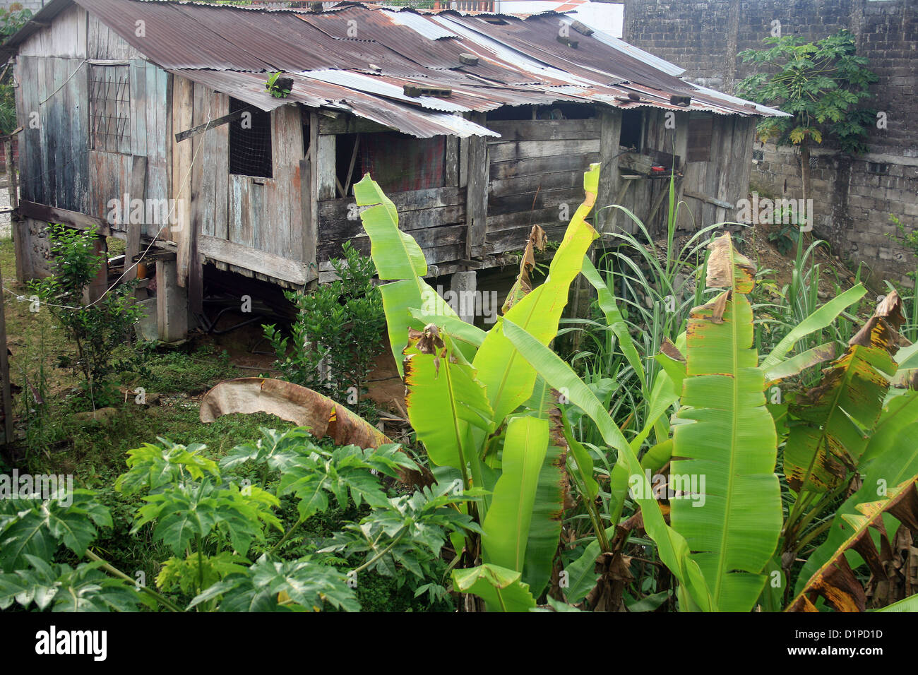 A shanty built in the jungle of the Ecuadorian rain forest in Tena ...
