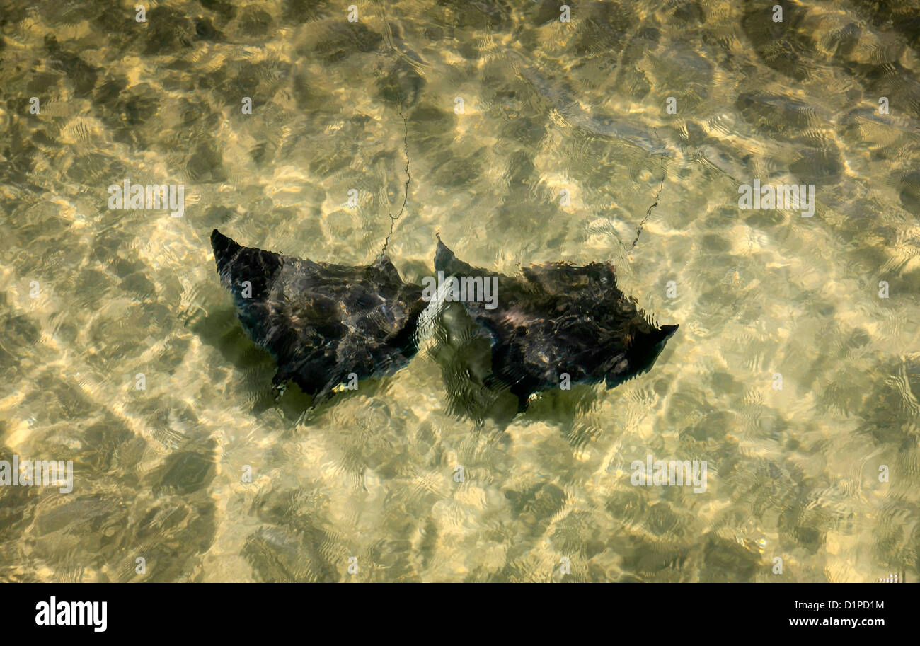 Wild Stingray fish in the Gulf of Mexico Stock Photo - Alamy