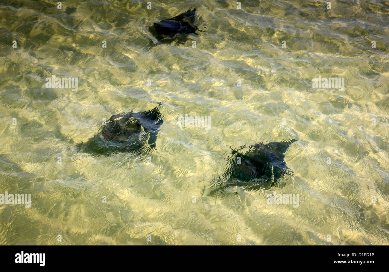Wild Stingray fish in the Gulf of Mexico Stock Photo - Alamy