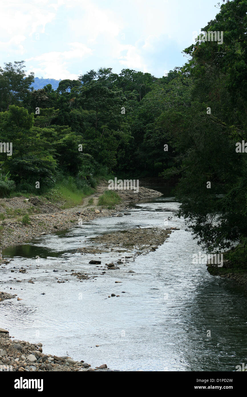 A small river winding through the jungle in the rain forest in Tena ...