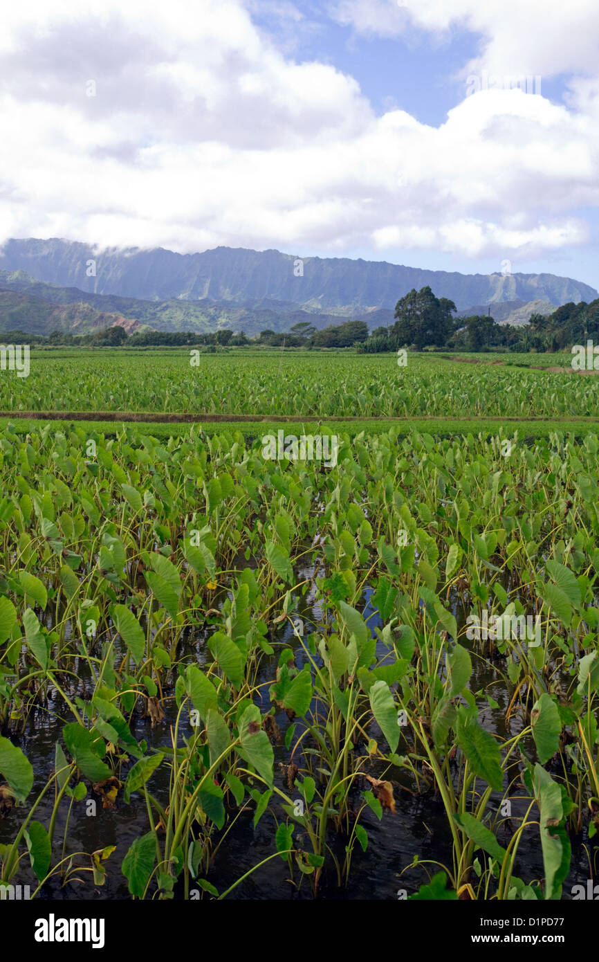 Poi hawaii hi-res stock photography and images - Alamy